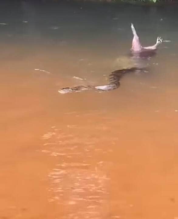 Sucuri gigante captura capivara em abraço mortal e é levado pela correnteza